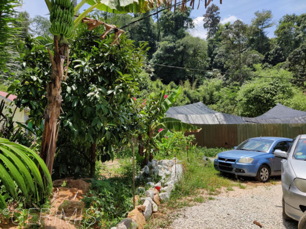 Drawing links between food security, culture and tradition - Gerimis Art